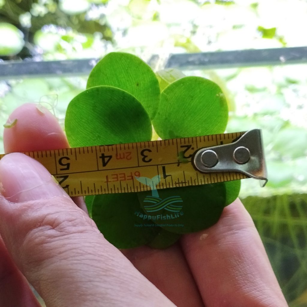 Floating plant amazon frogbit 5cm size fully indoor grown in tank ...